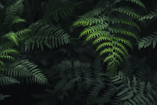 Imágenes de Pteropsida: descubre bancos de fotos, ilustraciones ...