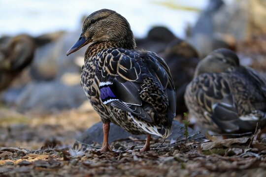 Imagens de Mallards – Explore Fotografias do Stock, Vetores e Vídeos de ...