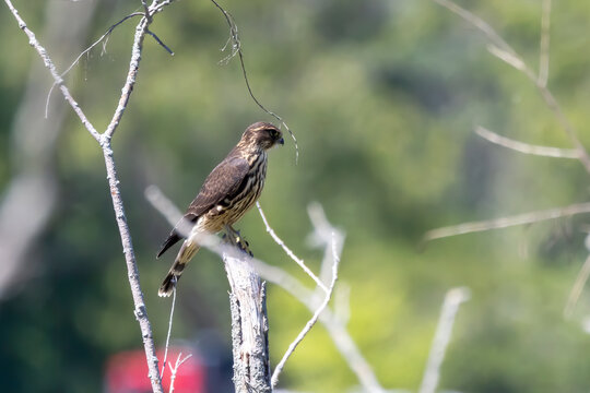 Juvenile Merlin