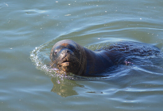 "Sea Wolf" Images – Browse 1,145 Stock Photos, Vectors, and Video ...