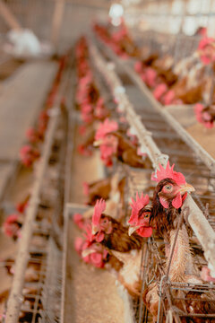 "Chicken Cage" Bilder – Durchsuchen 124 Archivfotos, Vektorgrafiken und ...