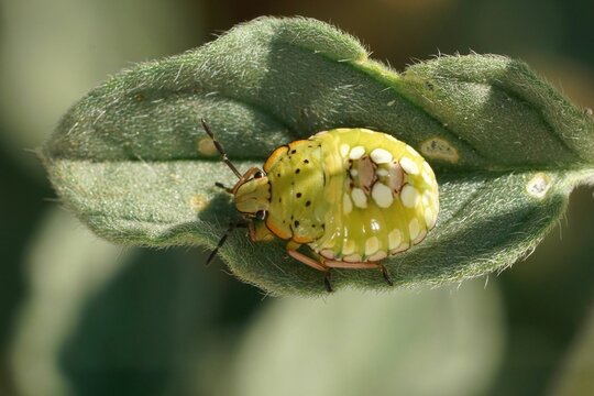 รูปภาพInstar – เลือกดูภาพถ่ายสต็อก เวกเตอร์ และวิดีโอ7,941 | Adobe Stock