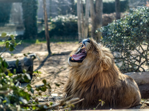 「Rugissement」の写真素材 | 276件の無料イラスト画像 | Adobe Stock