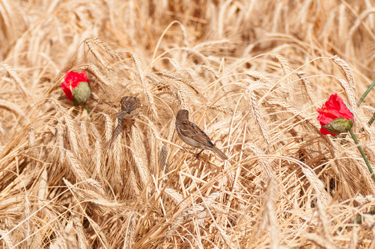 Feldspatzen Bilder – Durchsuchen 6,670 Archivfotos, Vektorgrafiken und ...