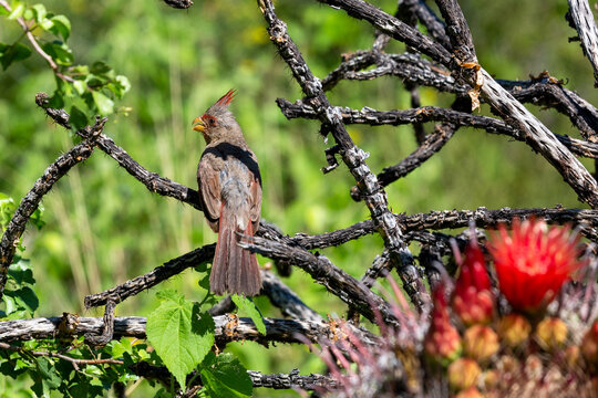 "Desert Cardinal" Images – Browse 179 Stock Photos, Vectors, and Video ...
