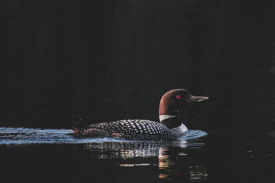 Huard-Bilder: Stock-Fotos & -Videos. | Adobe Stock