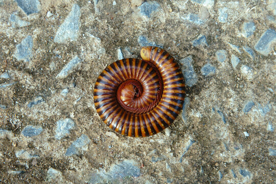 Miriapod Images – Browse 2,714 Stock Photos, Vectors, and Video | Adobe ...