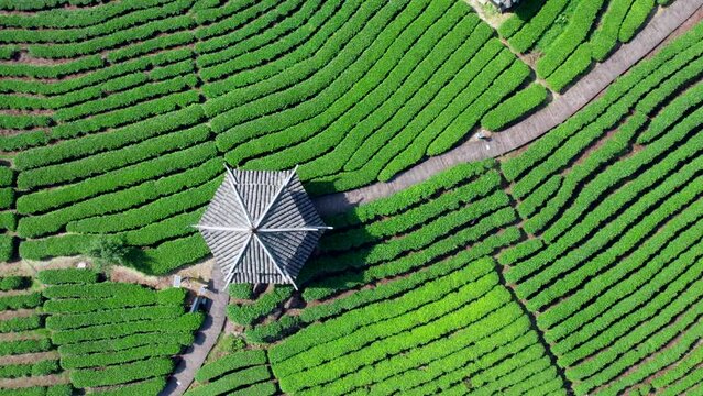Afbeeldingen over "Tea Field" – Blader in stockfoto's, vectoren en ...