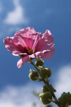 Malwa Images – Browse 787 Stock Photos, Vectors, and Video | Adobe Stock