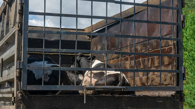 Bullcarrier Bilder – Durchsuchen 346 Archivfotos, Vektorgrafiken und ...