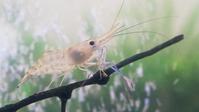 "River Prawn" Bilder – Durchsuchen 2,593 Archivfotos, Vektorgrafiken ...