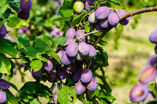 Zwetschgen Bilder – Durchsuchen 5,707 Archivfotos, Vektorgrafiken und ...