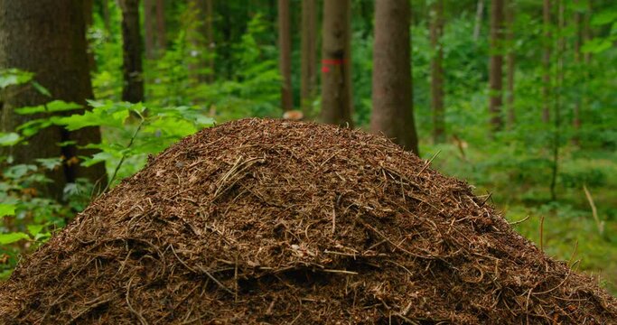 Ant-Heap Images – Browse 441 Stock Photos, Vectors, and Video | Adobe Stock