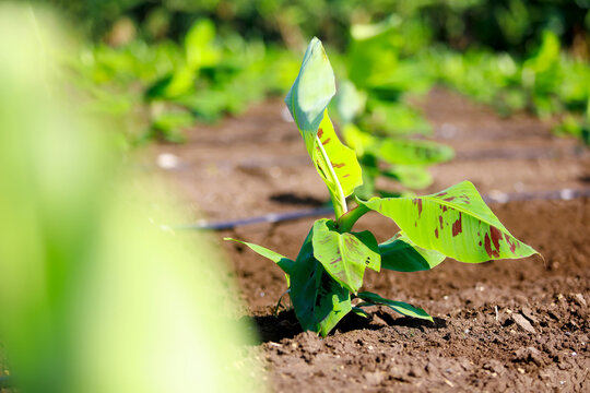 Polaa Bilder – Durchsuchen 118 Archivfotos, Vektorgrafiken und Videos ...