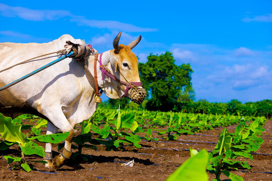 Polaa Bilder – Durchsuchen 118 Archivfotos, Vektorgrafiken und Videos ...