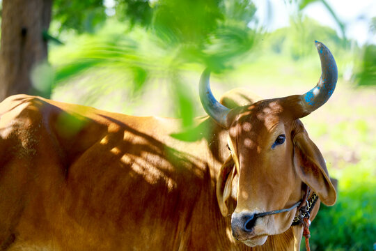 「Polaa」の写真素材 | 118件の無料イラスト画像 | Adobe Stock