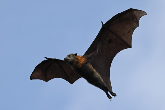 Megabat Images – Browse 7,790 Stock Photos, Vectors, and Video | Adobe ...