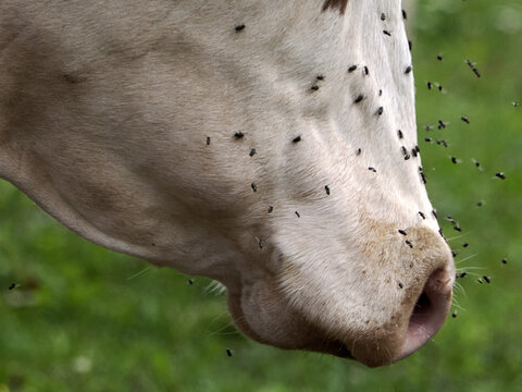 รูปภาพHymenopter – เลือกดูภาพถ่ายสต็อก เวกเตอร์ และวิดีโอ5,676 | Adobe ...