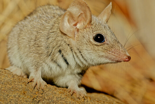 「Bellus」の写真素材 | 429件の無料イラスト画像 | Adobe Stock