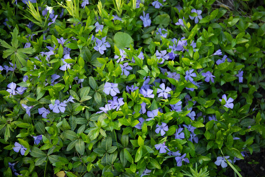 "Creeping Myrtle"-Bilder: Stock-Fotos & -Videos. | Adobe Stock