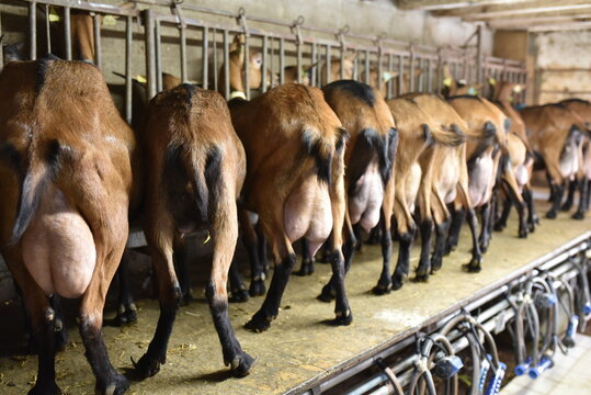 รูปภาพ"Traite – เลือกดูภาพถ่ายสต็อก เวกเตอร์ และวิดีโอ690 | Adobe Stock