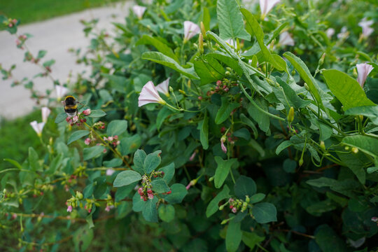 รูปภาพGhostberry – เลือกดูภาพถ่ายสต็อก เวกเตอร์ และวิดีโอ5,073 | Adobe ...