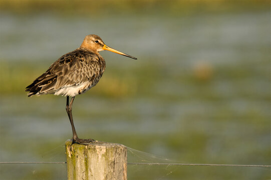 "Limosa Limosa" Images – Browse 3,695 Stock Photos, Vectors, and Video ...