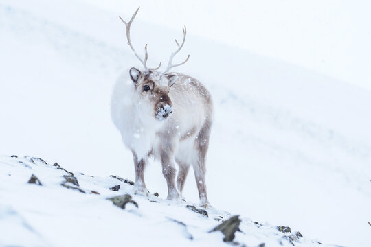 Imágenes de Ungulata: descubre bancos de fotos, ilustraciones, vectores ...