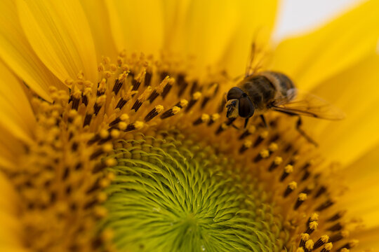 รูปภาพAnthophila – เลือกดูภาพถ่ายสต็อก เวกเตอร์ และวิดีโอ1,613 | Adobe ...