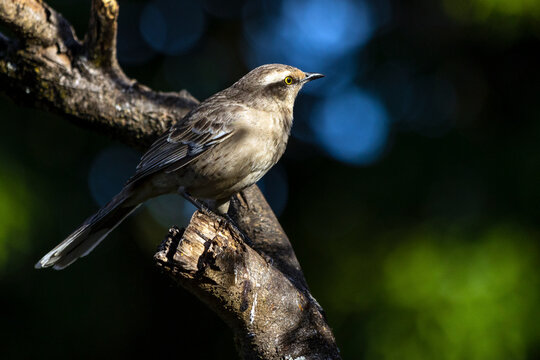 Sabia-Do-Campo Images – Browse 61 Stock Photos, Vectors, and Video ...