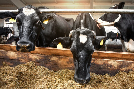 Kuhstall Bilder – Durchsuchen 55,673 Archivfotos, Vektorgrafiken und ...