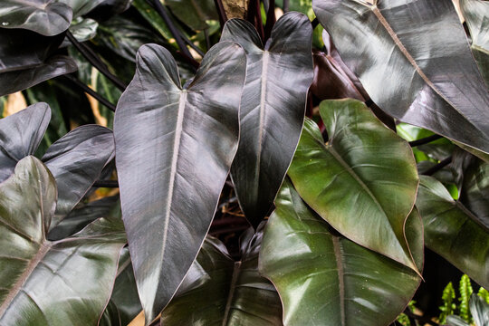 Filodendro 이미지 – 찾아보기 68 스톡 사진, 벡터 및 비디오 | Adobe Stock