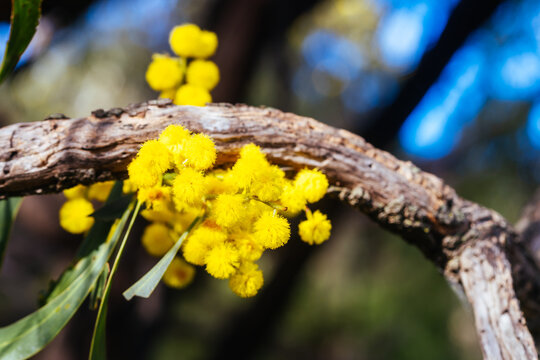 "Golden Wattle" Imagens – Procure 838 fotos, vetores e vídeos | Adobe Stock