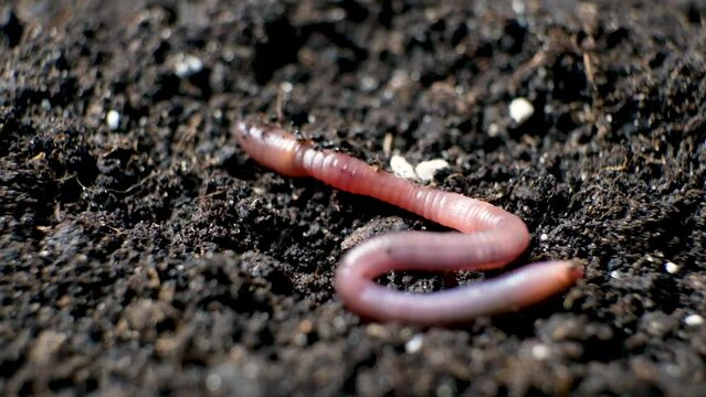 「Rain-Worm」の画像 - 146 件の Stock 写真、ベクターおよびビデオ | Adobe Stock