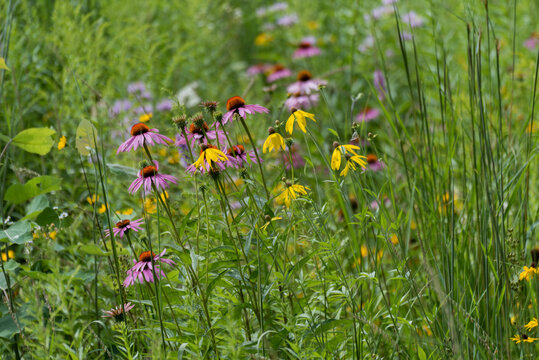 Prairie Flowers