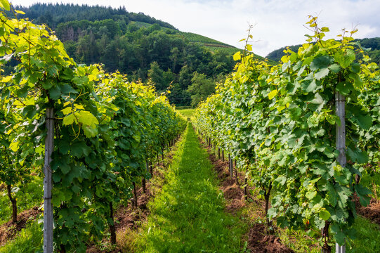 "Vineyard Background" Images – Browse 3,283 Stock Photos, Vectors, and ...