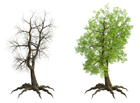 Trees 3D bilder – Bläddra bland 440,700 stockfoton, vektorer och videor ...