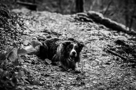Céline Tails photos, images, assets | Adobe Stock