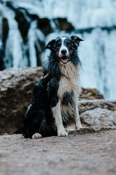 Céline Tails photos, images, assets | Adobe Stock