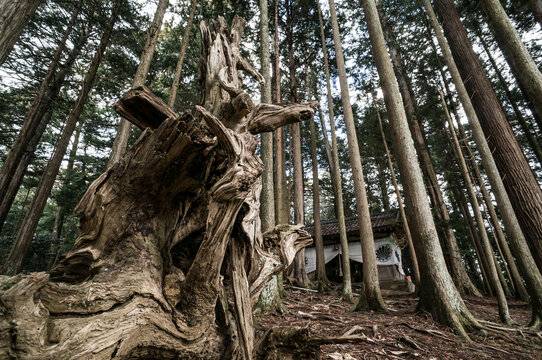 Cheilosis Bilder – Durchsuchen 23,582 Archivfotos, Vektorgrafiken und ...