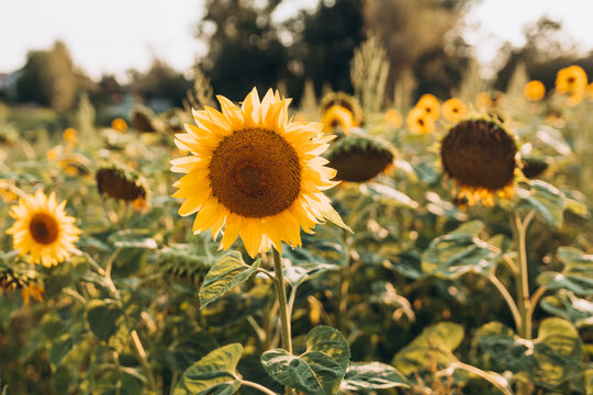 Sunflowers Tumblr Background