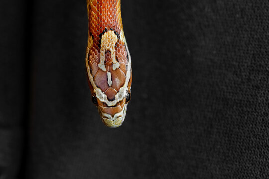 「Natter」の画像 - 5,178 件の Stock 写真、ベクターおよびビデオ | Adobe Stock