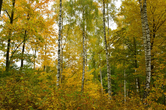 รูปภาพBirchen – เลือกดูภาพถ่ายสต็อก เวกเตอร์ และวิดีโอ1,369 | Adobe Stock
