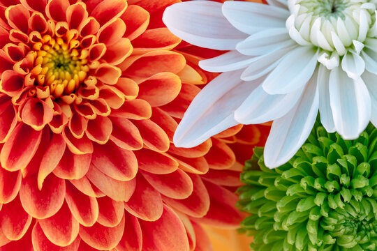 Tri-Color Images – Browse 3,699 Stock Photos, Vectors, and Video ...