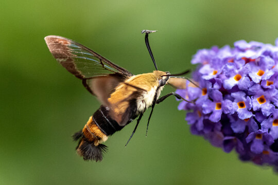 Hummingbird Moth