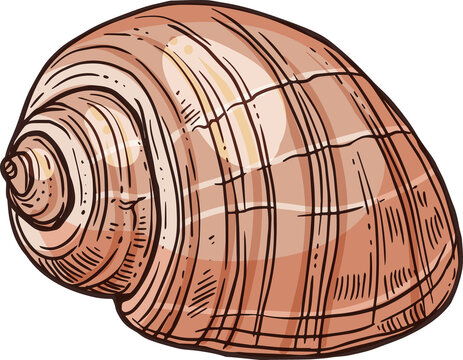 Sharks Eye Shell Clipart