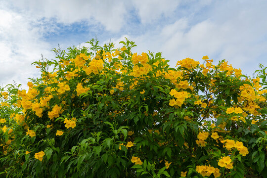 Plant Of The Week: Tecoma Stans, 52% OFF