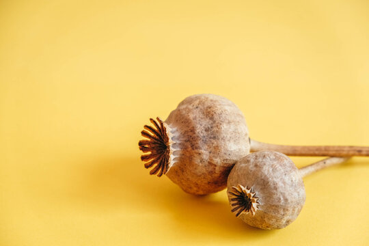 "Poppy Straw" Bilder – Durchsuchen 1,122 Archivfotos, Vektorgrafiken ...