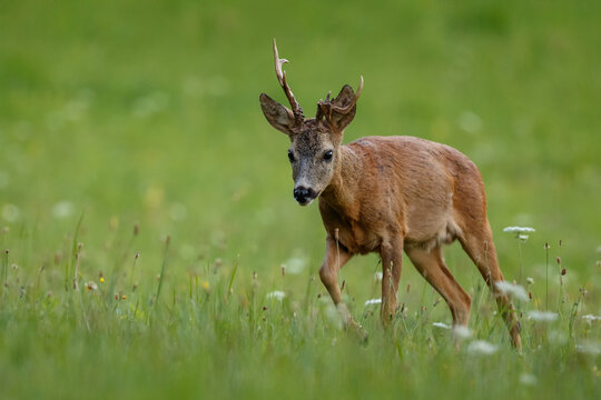 Rehaugen Bilder – Durchsuchen 3,500 Archivfotos, Vektorgrafiken und ...