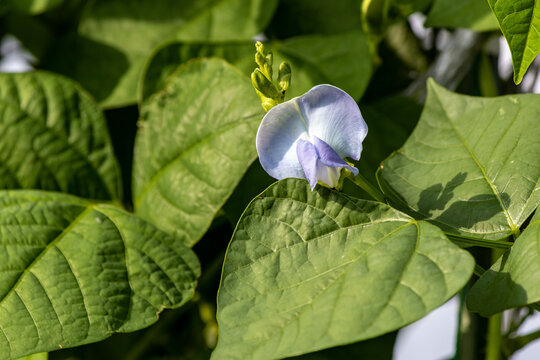 รูปภาพGaebul – เลือกดูภาพถ่ายสต็อก เวกเตอร์ และวิดีโอ748 | Adobe Stock